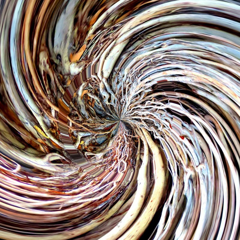 Twisted Fig Tree Roots stock image. Image of tahitian - 168815479