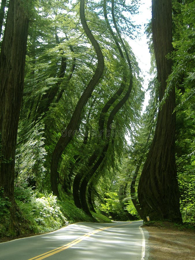 Twisted Forest stock image. Image of pine, trees, woods - 1364231