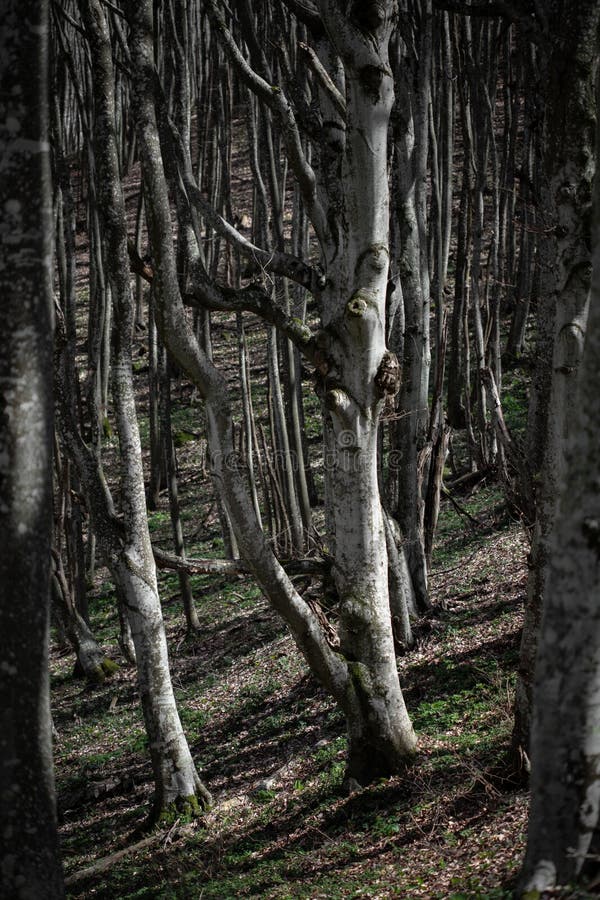 Twisted Forest Trunks Rise in Spring Light Over Emerging Green Forest ...