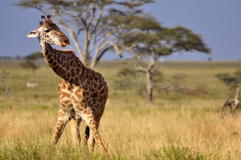 Giraffe Twisted His Neck and Looked at Us. Stock Image - Image of bowed ...