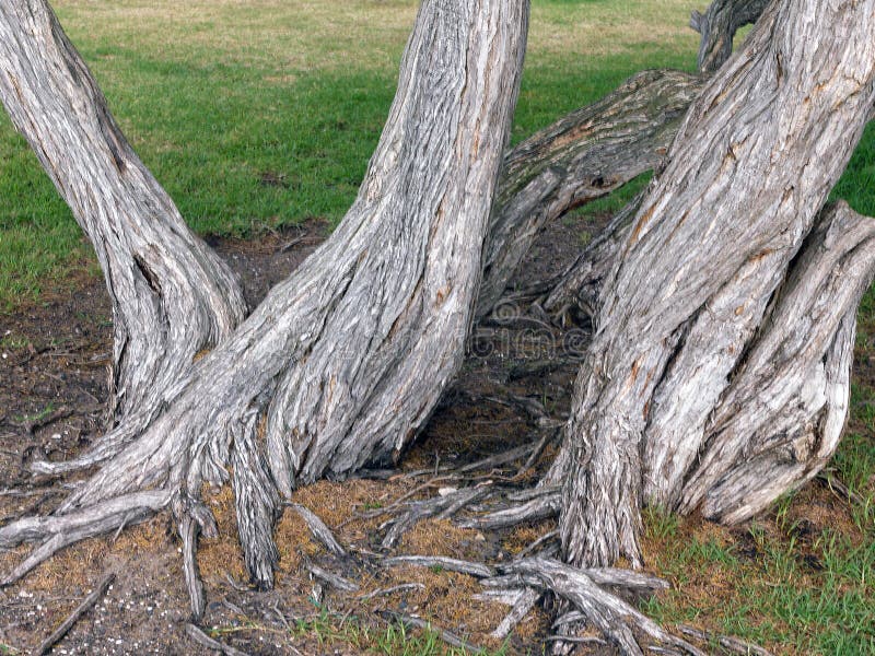 Twisted and Gnarled Australian Native Trees Stock Image - Image of ...