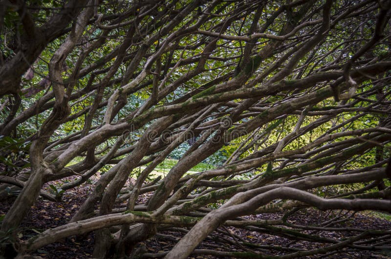 Gnarled And Twisted Branches Of A Monkeypod Tree Stock Image - Image of ...