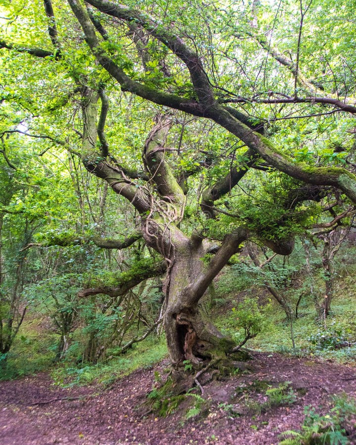 Twisted haunted tree stock photo. Image of summer, wood - 93692504