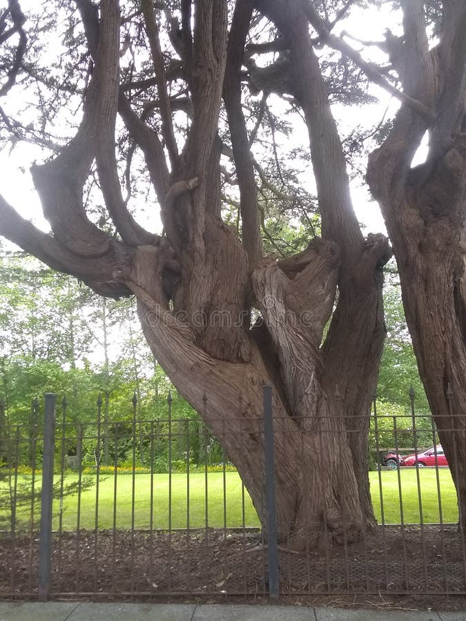 Haunted trees stock photo. Image of ghostly, enchant, midnight - 131474