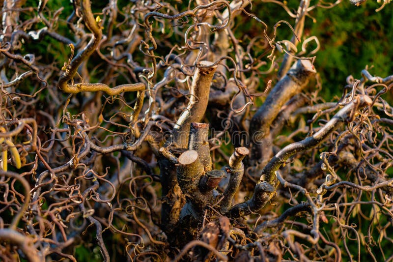 Twisted Hazel Tree in the Middle of Winter without Foliage with Wavy ...