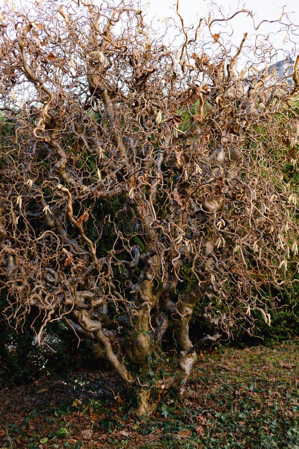 Twisted Hazel Tree in the Middle of Winter without Foliage with Wavy ...