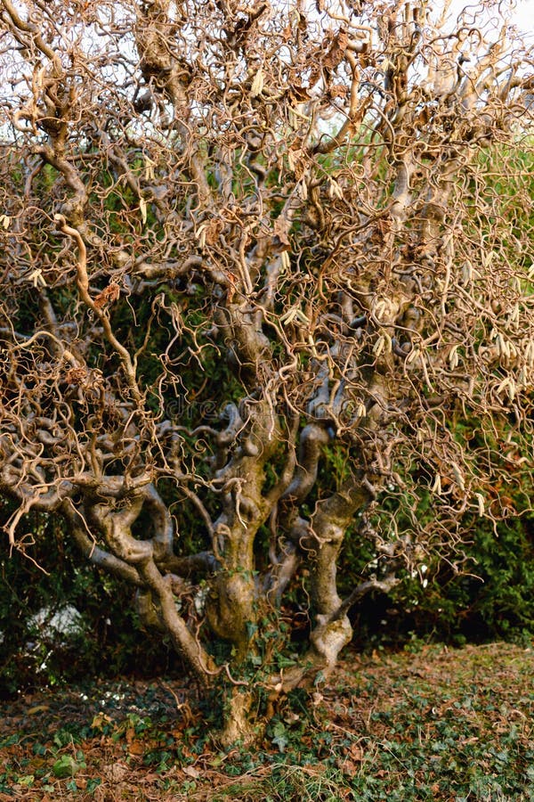 Twisted Hazel Tree in the Middle of Winter without Foliage with Wavy ...