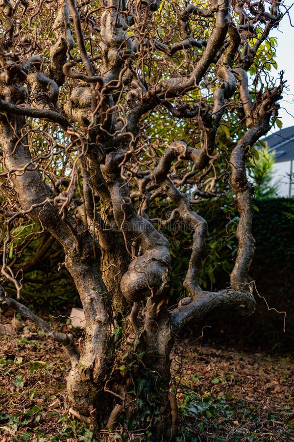 Twisted Hazel Tree in the Middle of Winter without Foliage with Wavy ...