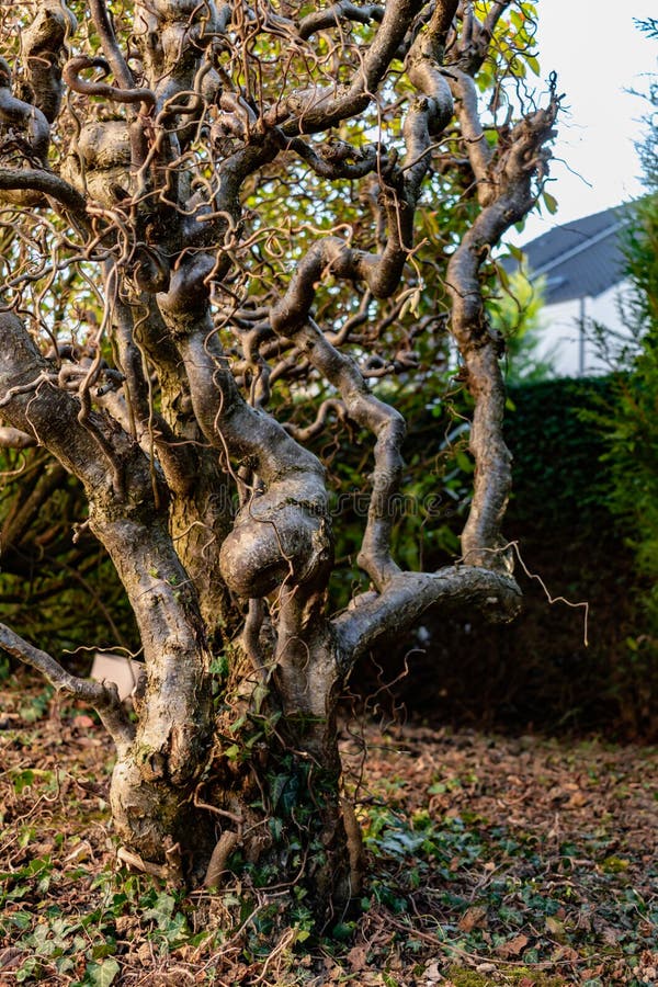 Twisted Hazel Tree in the Middle of Winter without Foliage with Wavy ...