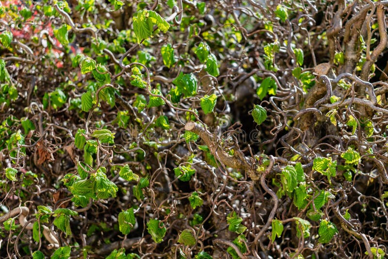 Twisted Hazel Tree in Spring with Wavy Branches and Growing Foliage ...
