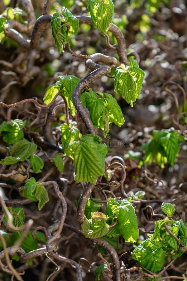 Twisted Hazel Tree in Spring with Wavy Branches and Growing Foliage ...