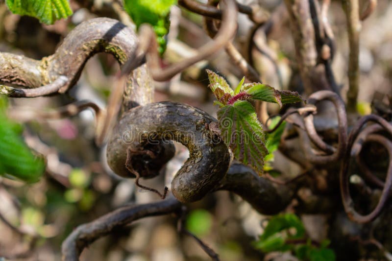 Twisted Hazel Tree in Spring with Wavy Branches and Growing Foliage ...