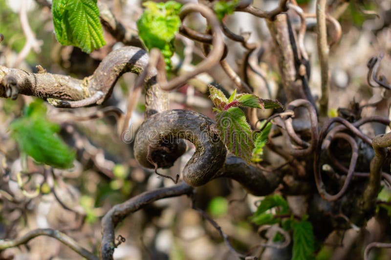 Twisted Hazel Tree in Spring with Wavy Branches and Growing Foliage ...