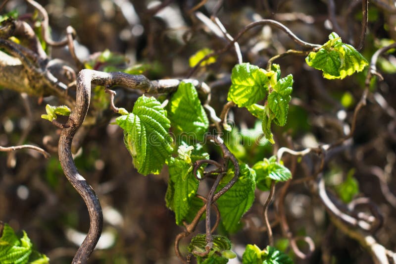 Twisted Hazel Tree in Spring with Wavy Branches and Growing Foliage ...