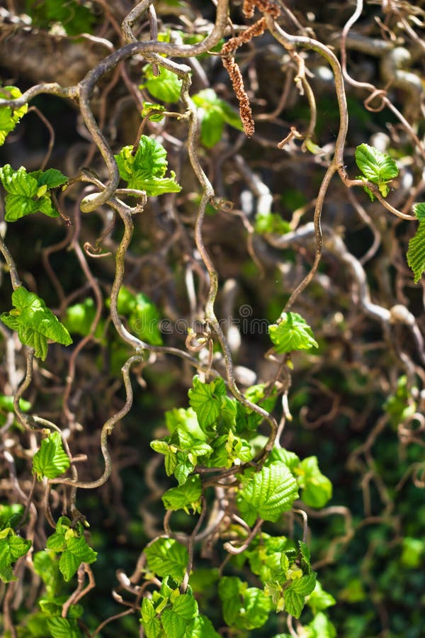 Twisted Hazel Tree in Spring with Wavy Branches and Growing Foliage ...