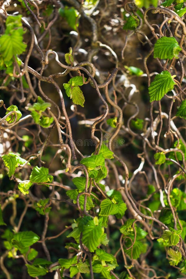 Twisted Hazel Tree in Spring with Wavy Branches and Growing Foliage ...