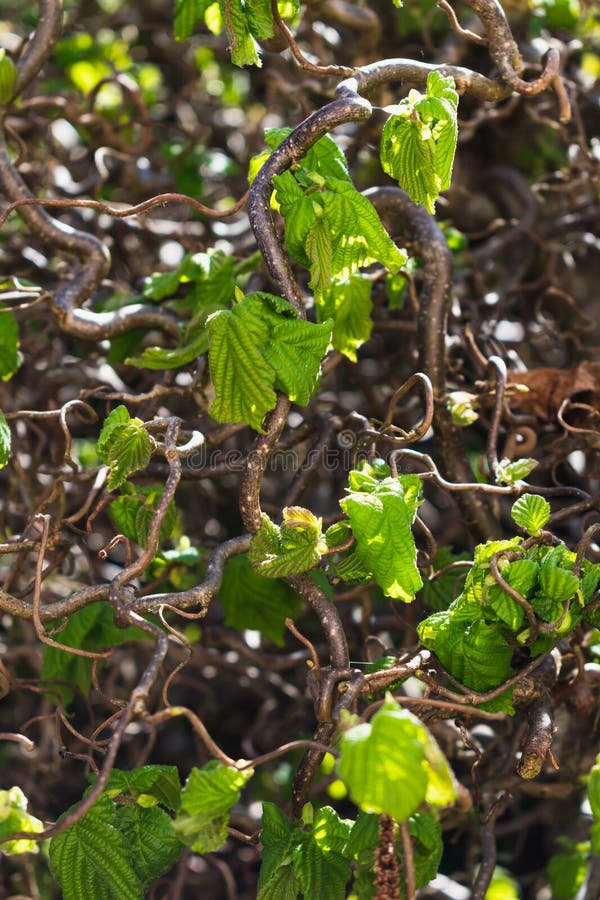 Twisted Hazel Tree in Spring with Wavy Branches and Growing Foliage ...