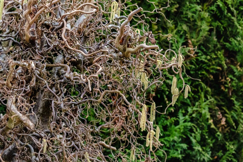 Twisted Hazel Tree with Wavy Branches, Corylus Avellana Contorta Stock ...