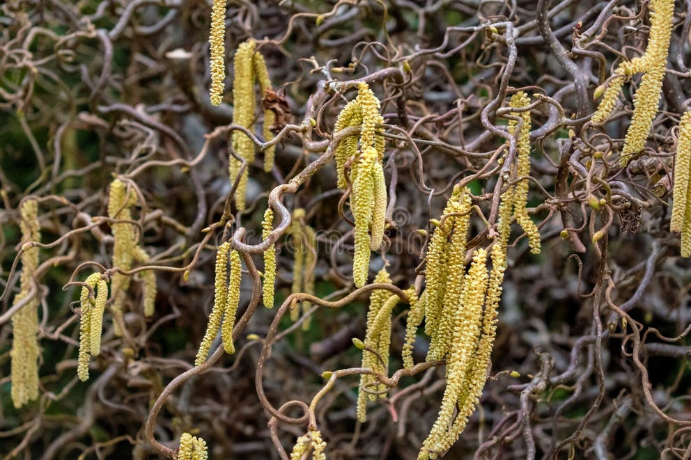 Twisted Hazel Tree with Wavy Branches, Corylus Avellana Contorta Stock ...