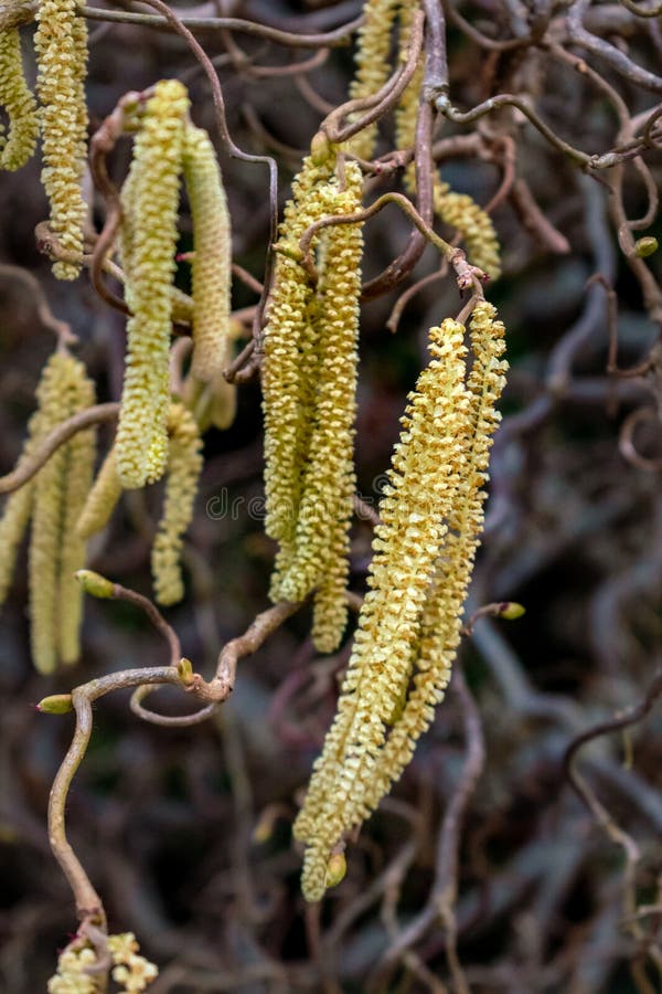 Twisted Hazel Tree with Wavy Branches, Corylus Avellana Contorta Stock ...