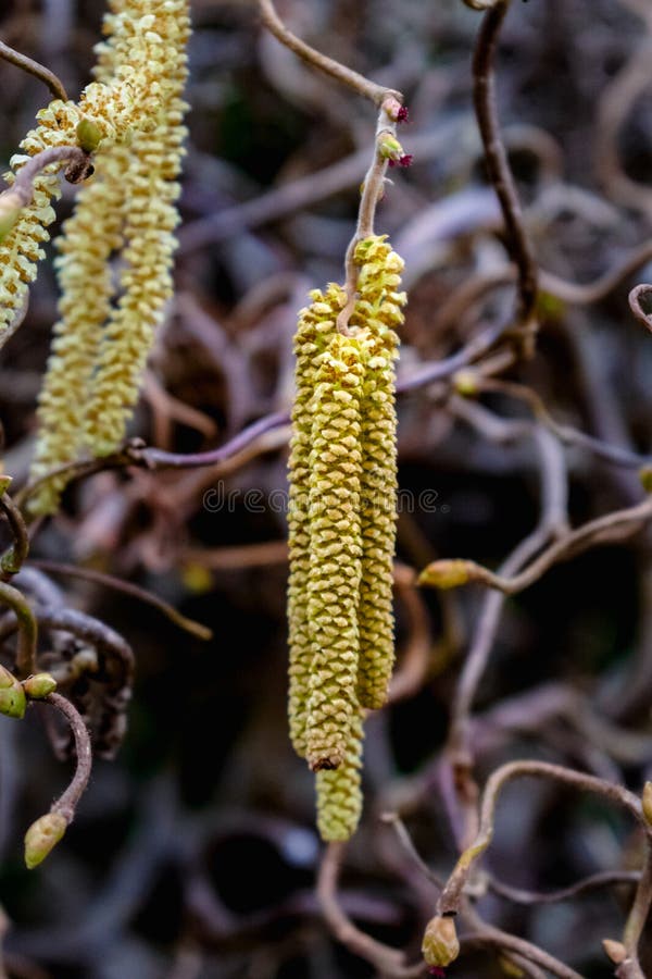 Twisted Hazel Tree with Wavy Branches, Corylus Avellana Contorta Stock ...