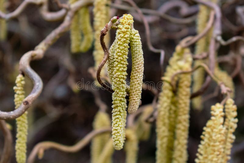 Twisted Hazel Tree with Wavy Branches, Corylus Avellana Contorta Stock ...