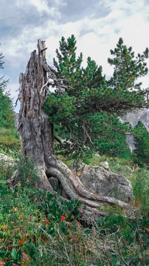 Rustic Old Broken Tree Texture Stock Photo - Image of plant, green ...