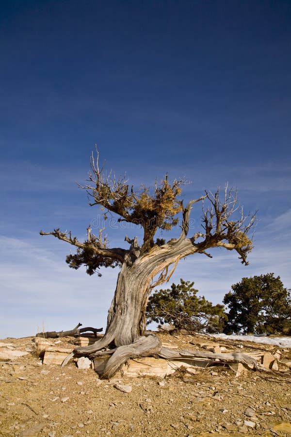 Twisted Juniper Tree stock photo. Image of juniper, utah - 5389438