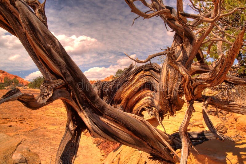 Twisted Juniper Tree stock image. Image of utah, morning - 7437429
