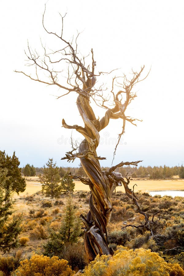 Twisted juniper tree stock photo. Image of bark, branches - 35656882