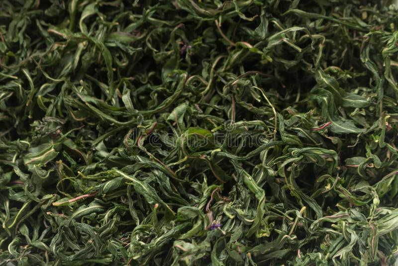 Twisted Leaves of Willow-tea in the Fermentation Process, Home-made Tea ...