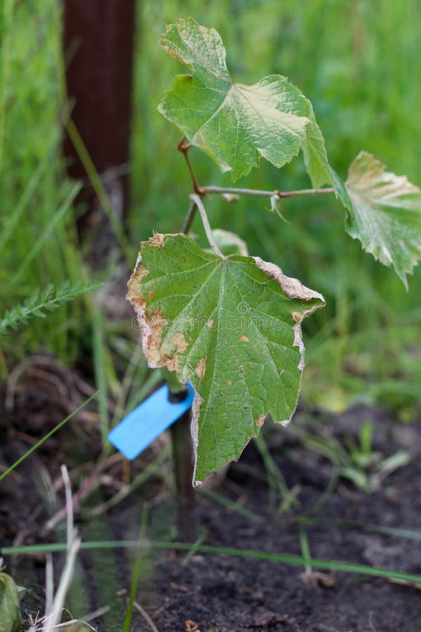 Twisted Leaves of a Young Grape Seedling with Dry Tips. Diseases of the ...