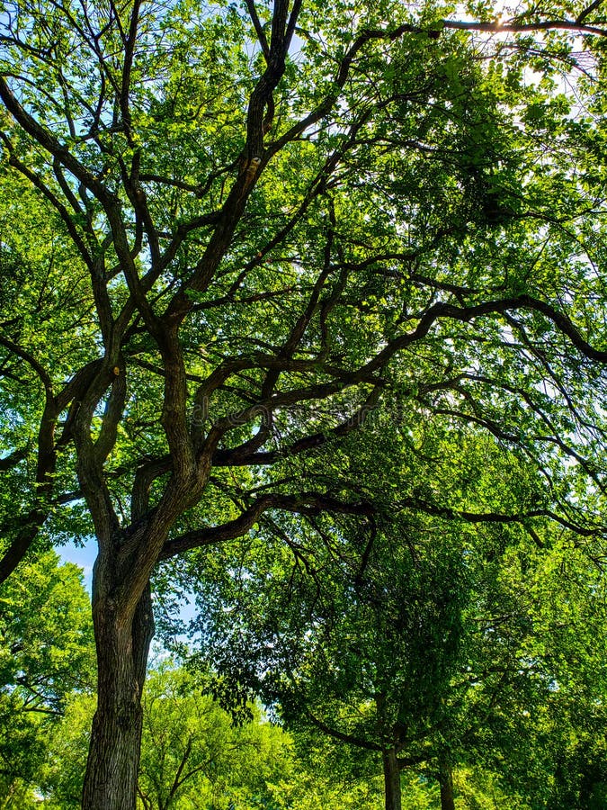 Twisted Limbs stock image. Image of tree, green, nature - 169632313