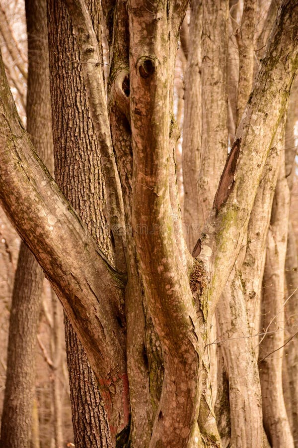The Twisted Lines Of The Growing Trees Stock Image - Image of growing ...