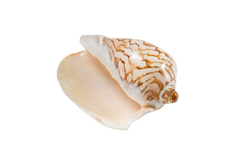 Twisted shell stock image. Image of calcium, curve, decoration - 27336725