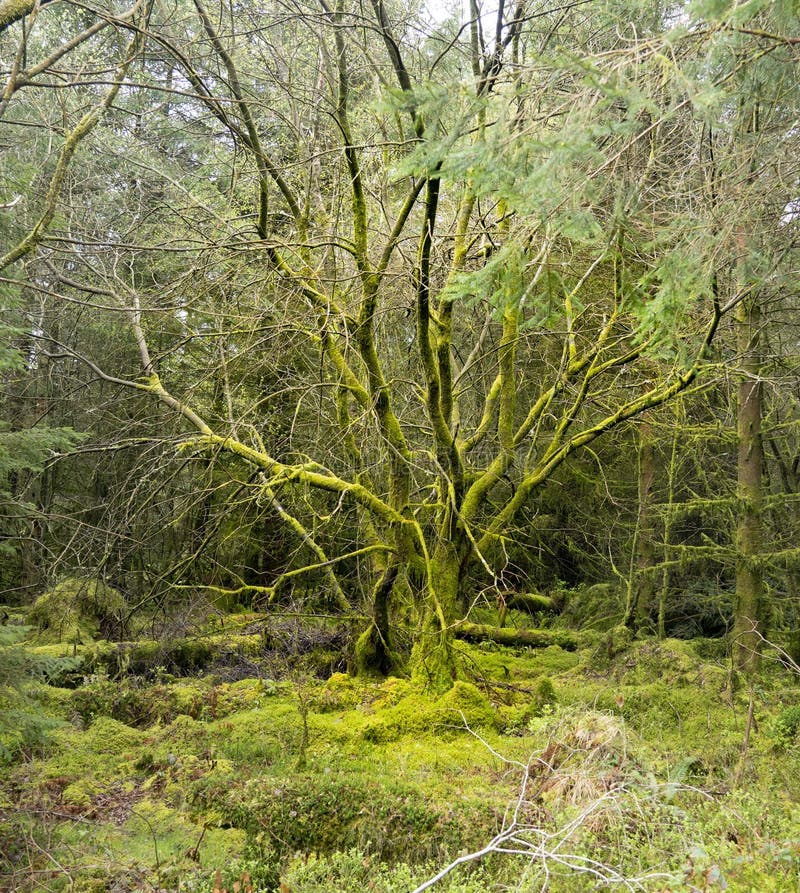 Twisted moss covered tree stock image. Image of landscape - 242488249