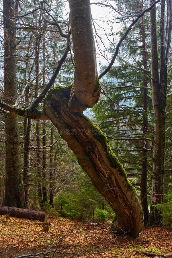 Twisted Mossy Tree in Forest Stock Image - Image of unusual, autumn ...