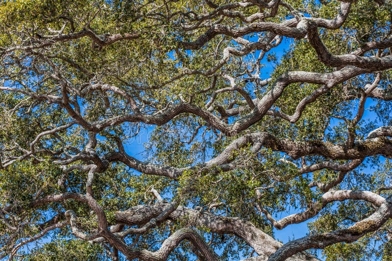 Twisted Branches on Small Tree Stock Photo - Image of spring, branches ...