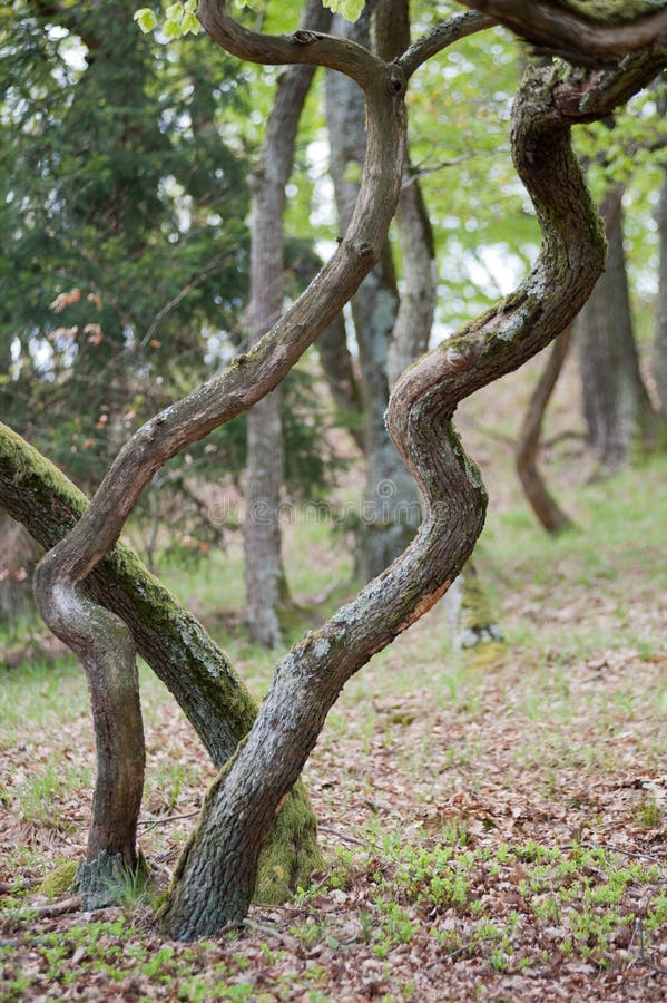 Twisted Oaks in Springtime stock photo. Image of grass - 104938636