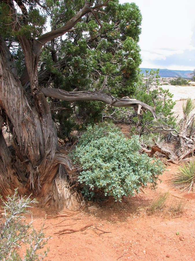 Twisted old tree in desert stock photo. Image of details - 10592112