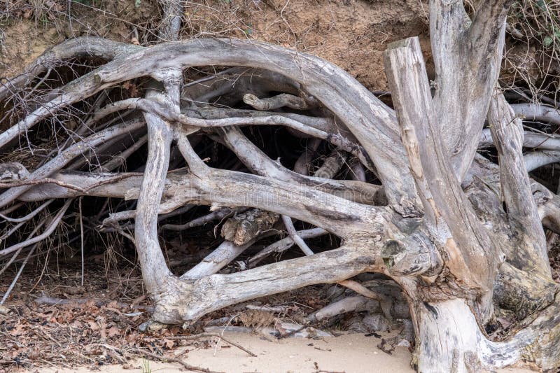 Twisted Old Tree Root Ball Stock Photos - Free & Royalty-Free Stock ...