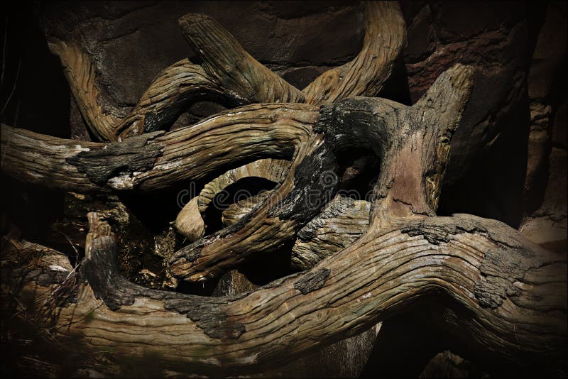 Twisted Old Trees Picture. Image: 712159