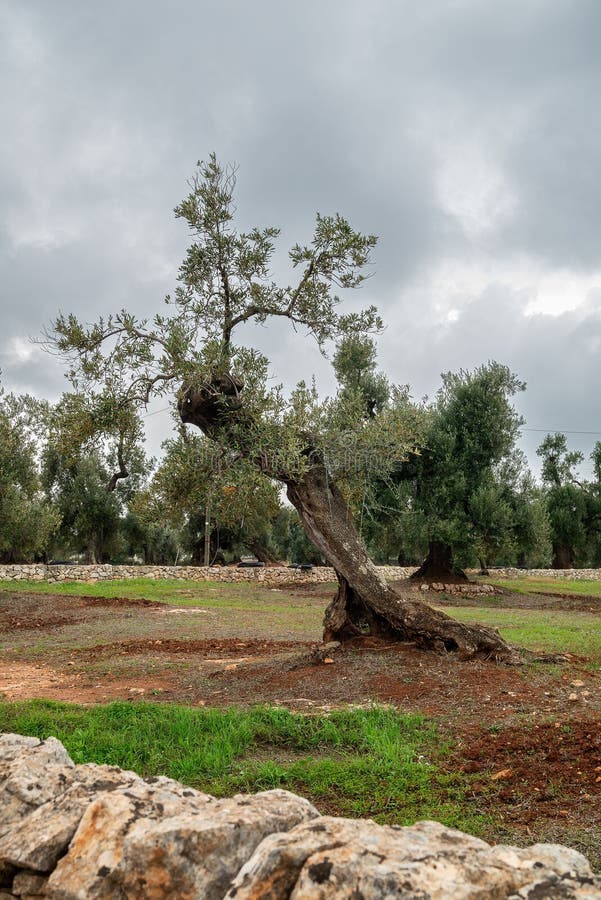Twisted Olive Tree in Rustic Field Stock Image - Image of soil, olive ...