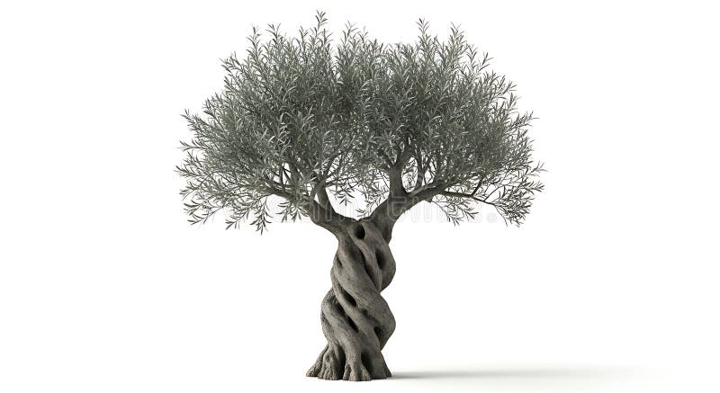 Twisted Olive Tree Stock Illustrations – 281 Twisted Olive Tree Stock ...