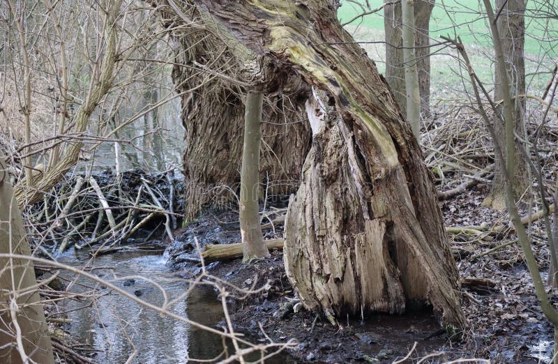 Twisted and overstretched stock image. Image of beaverterritory - 368619779