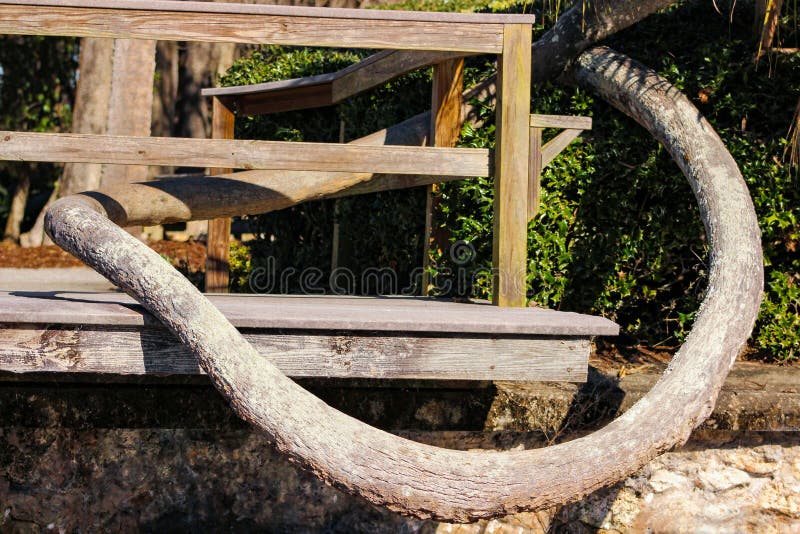 A Twisted Palm Tree Wraps Itself Around a Wood Viewing Platform Stock ...