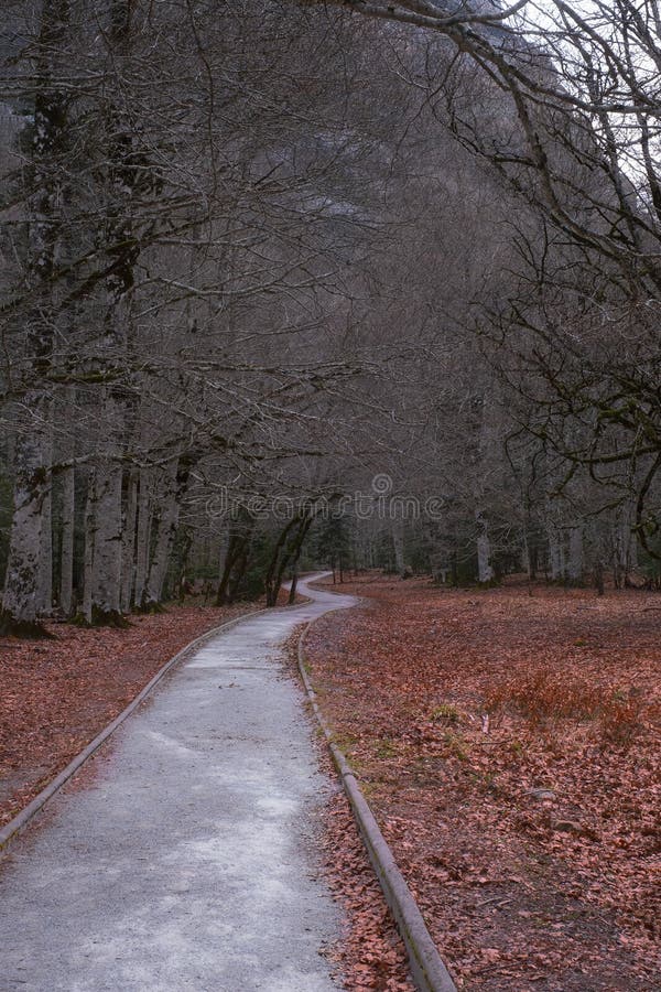 A Twisted Path Runs between Trees with Fallen Leaves, Reddish Autumn ...