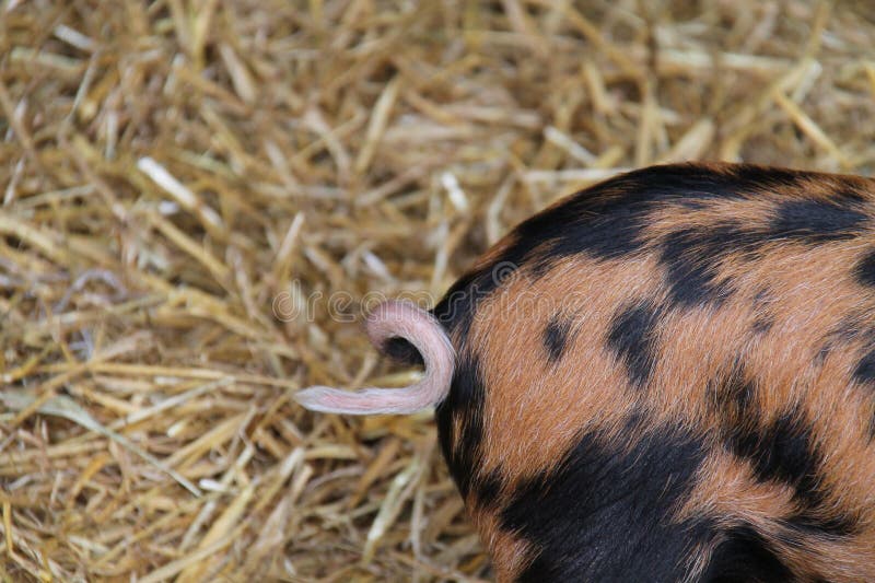 Twisted Pig Tail. stock photo. Image of bovine, snout - 274852794