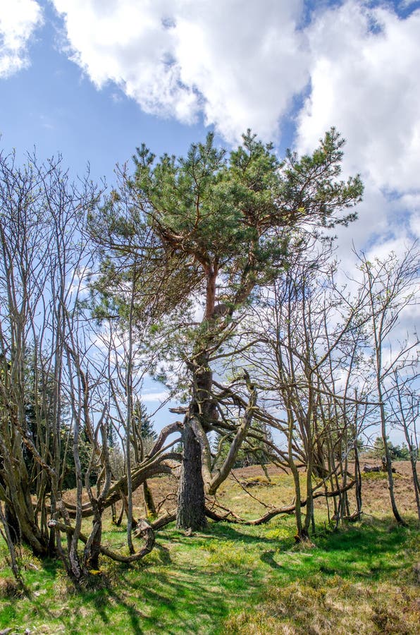 Twisted Pine Tree Standing in Spring Forest Stock Image - Image of ...