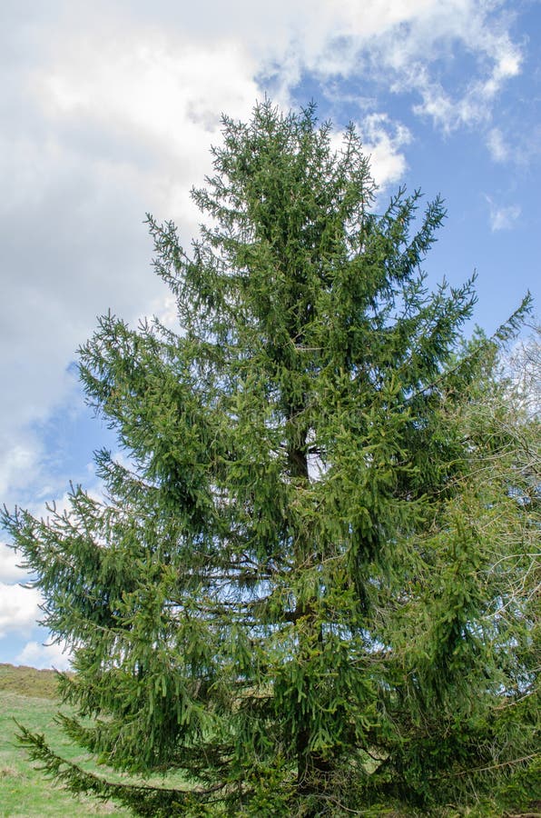 Twisted Pine Tree Standing in Spring Forest Stock Image - Image of ...